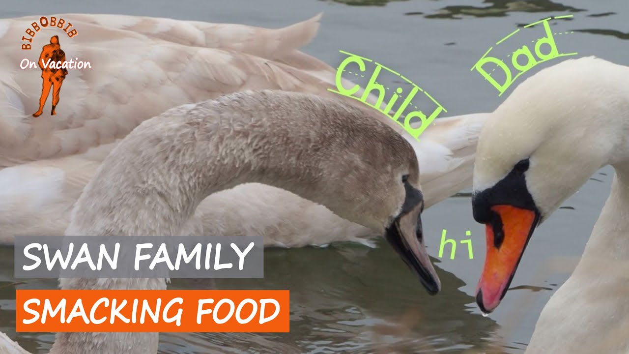 Family Gathering, Swans and their Babies,Young Swans Smacking Sounds, 🦢 ...