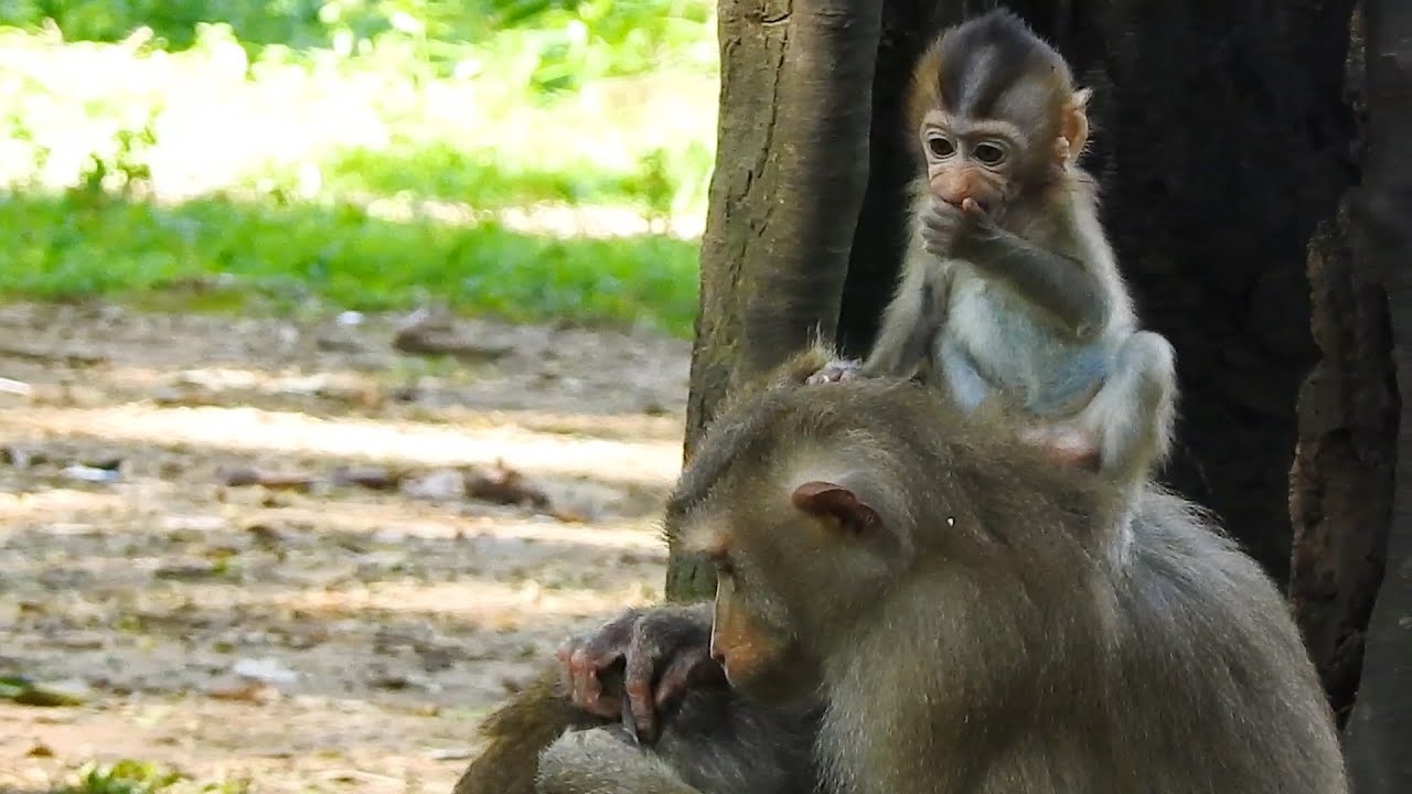 Rainbow sits on Libby head baby wants mum to play with her, Pixie stand ...