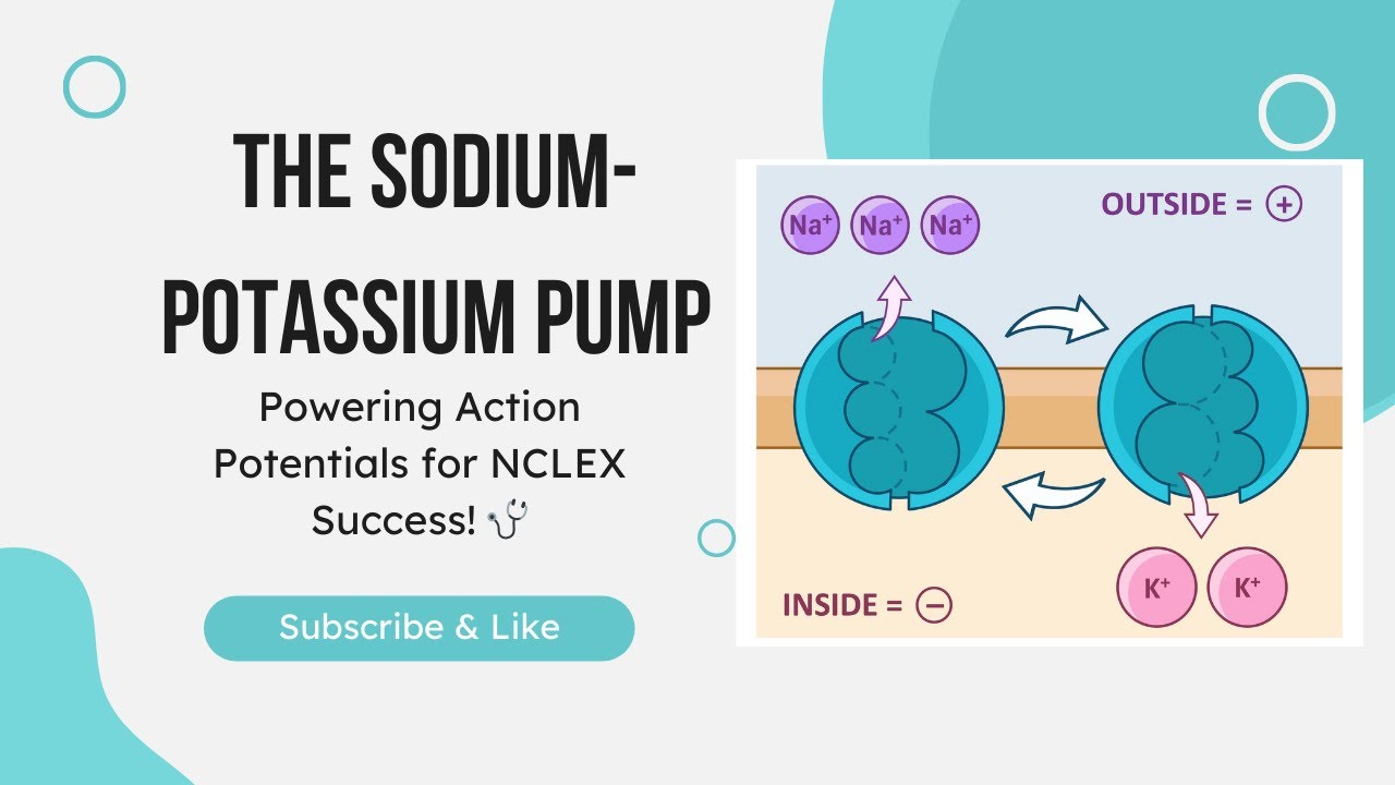 The Sodium-Potassium Pump: Powering Action Potentials for NCLEX Success ...