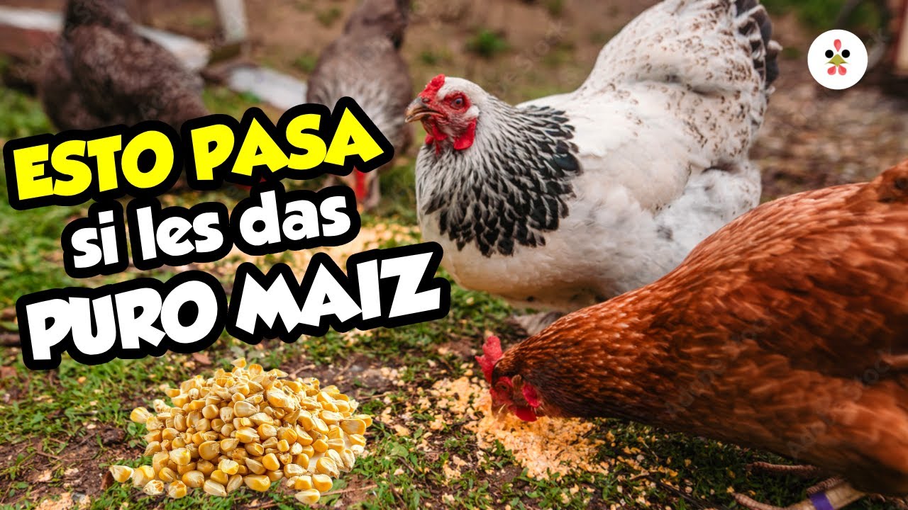 No cometas este error: 12 Razones para NO dar solo Maíz a tus gallinas ...