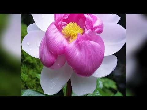 Beautiful Rose album  Romantic Status Video WhatsApp status 2024 // #rose #nature #beautiful #love