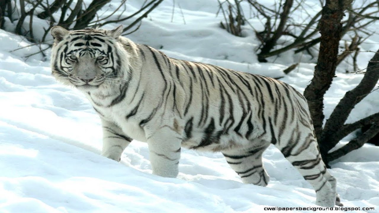 White Bengal Tiger In Snow