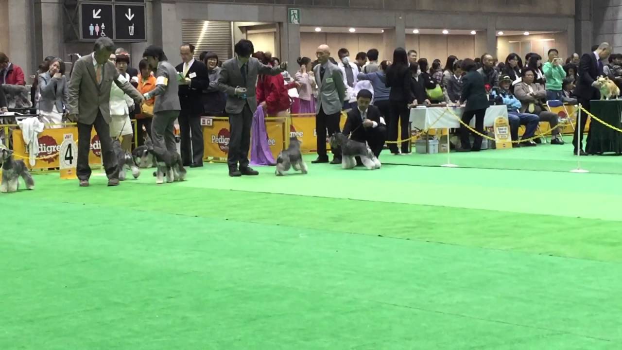 FCI japan international dog show 2016. breed Miniature Schnauzer.META ...