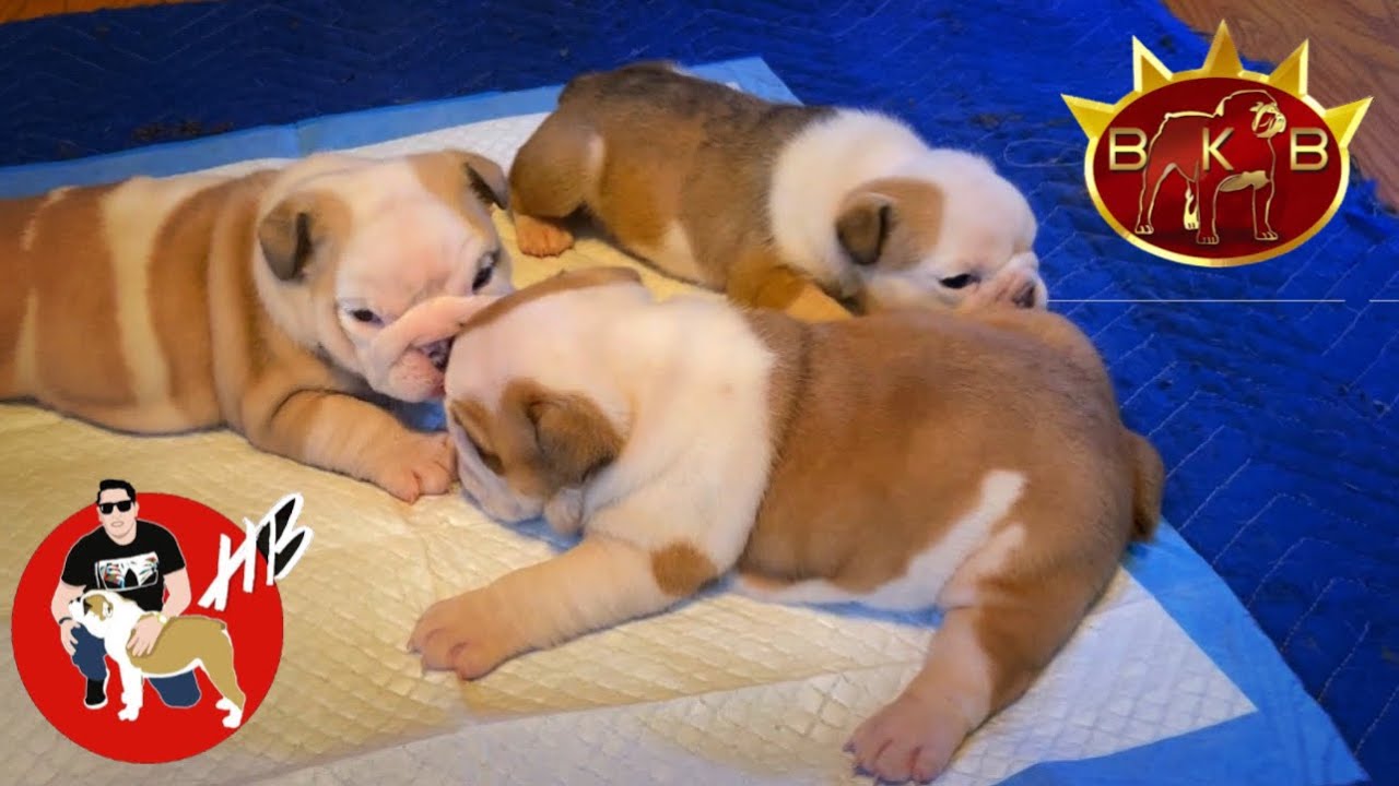 Los nuevos Bebes de COCO, BULLDOG INGLES!! HECTOR BOLAÑOS!! - YouTube