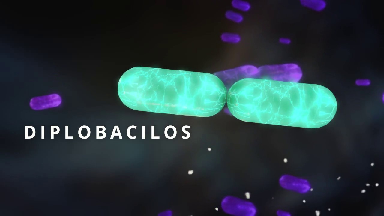 DiploBacilos - YouTube