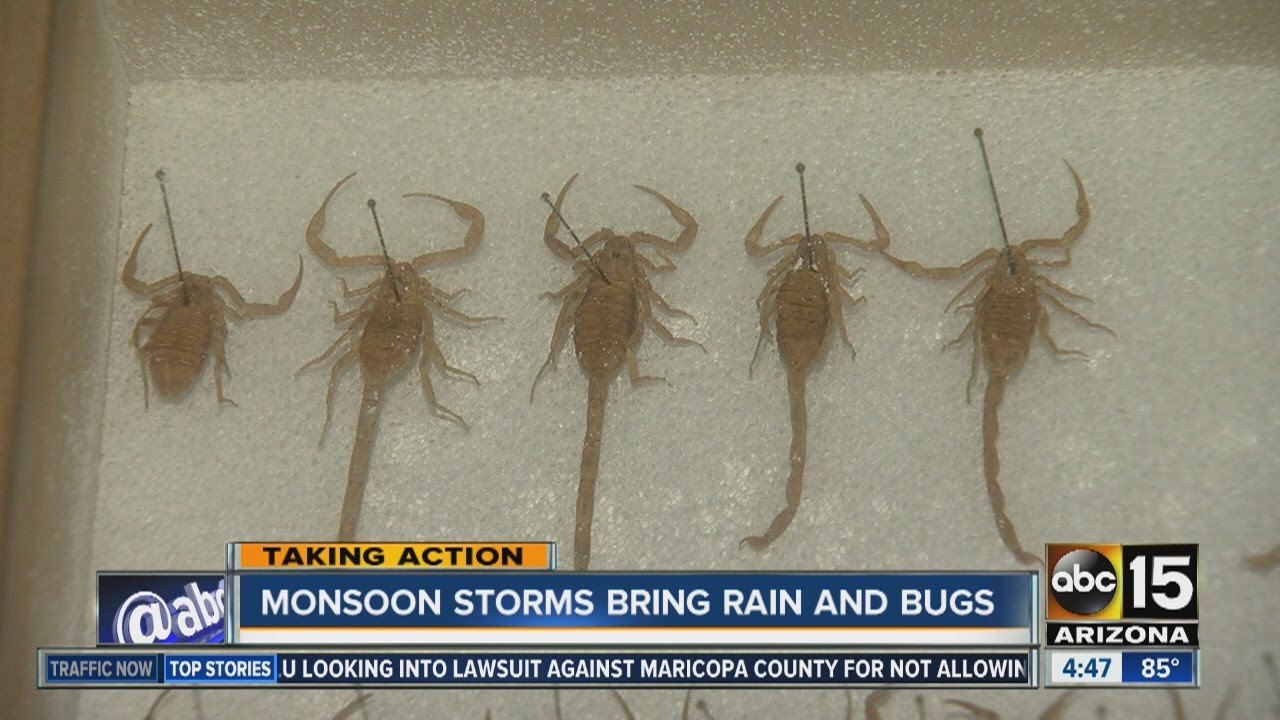 Monsoon storms bring rain and bugs - YouTube