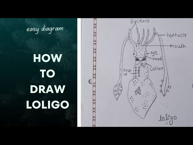 Loligo Diagram Loligo Vulgaris, L. Forbesi And Sepia Officinalis ...