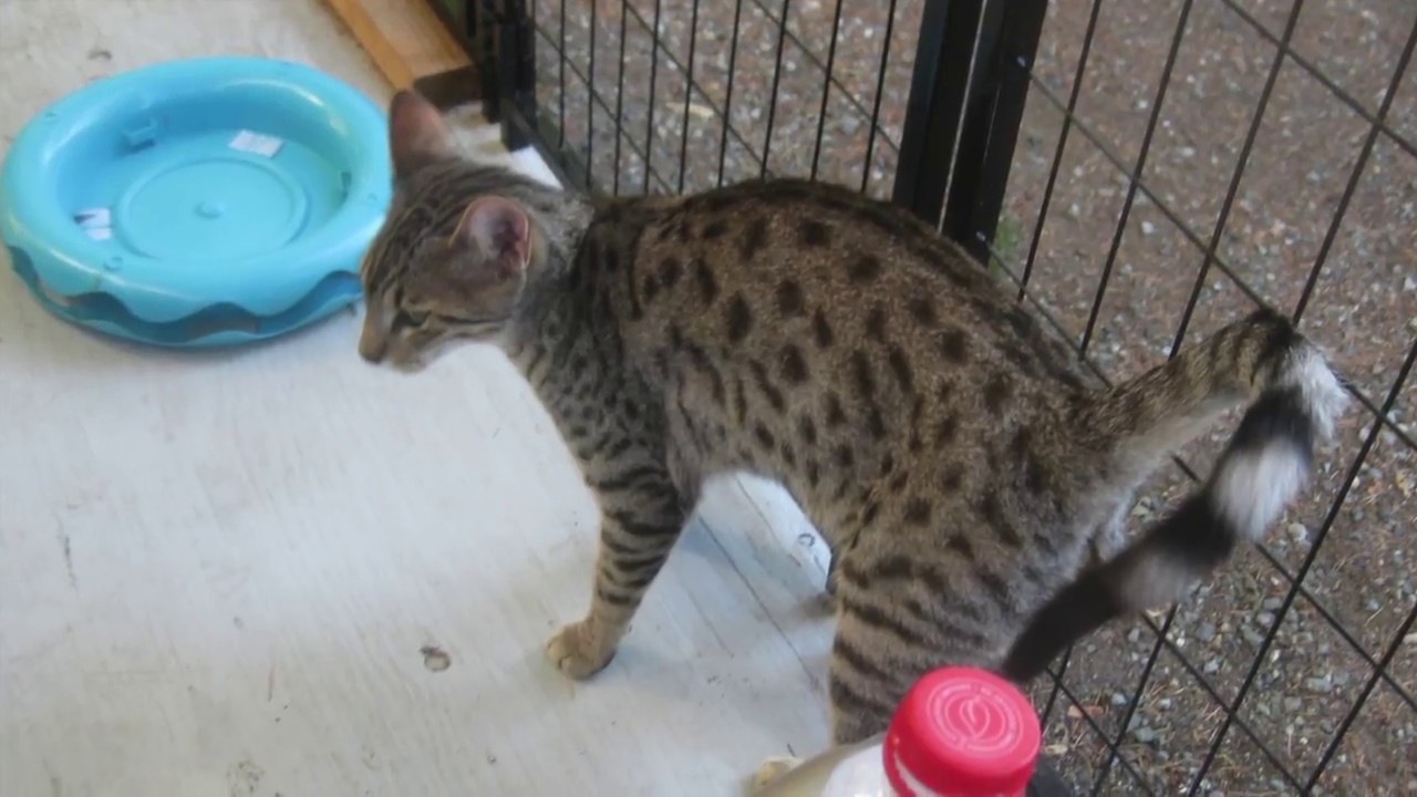 Whisker City Cat Shelter Cat Stomped to Death - YouTube