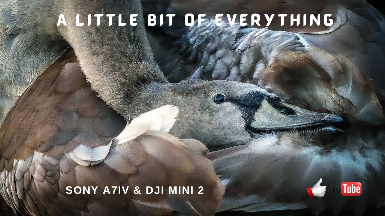 A bit of everything. - Photography. DJI mini 2. Sony a7iv. Sony 200 ...