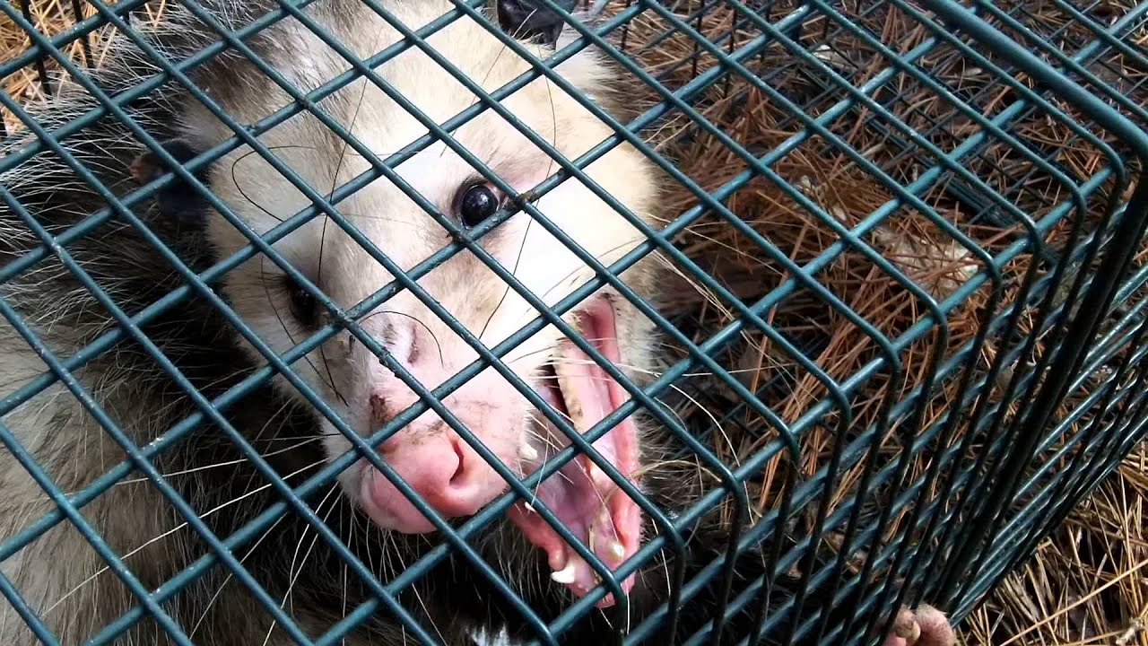 Catch & Release Episode 1 Trapping and Catching a Opossum - YouTube