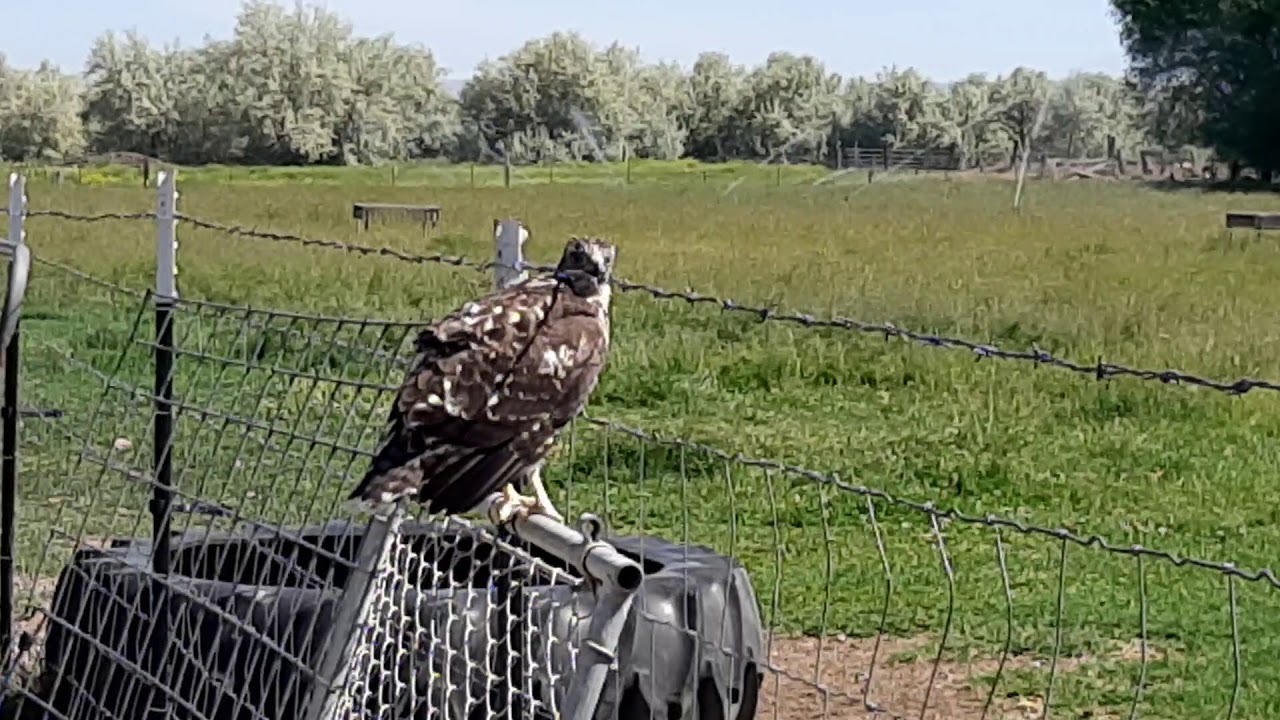 Friendly Hawk - YouTube