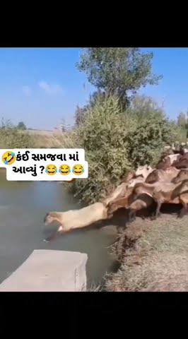 ghetu sheep ઘેટું - YouTube