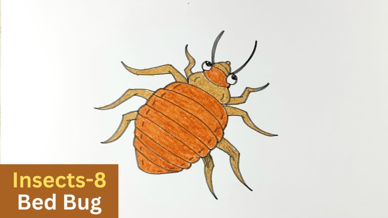How to draw Bed Bug? Easy Bed Bug drawing tutorial for kids/ Easy ...