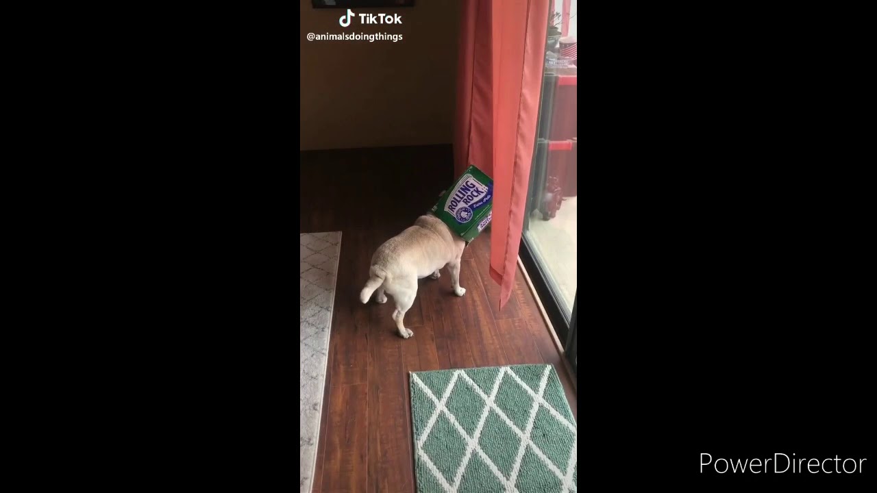 Some random animals doing random things - YouTube