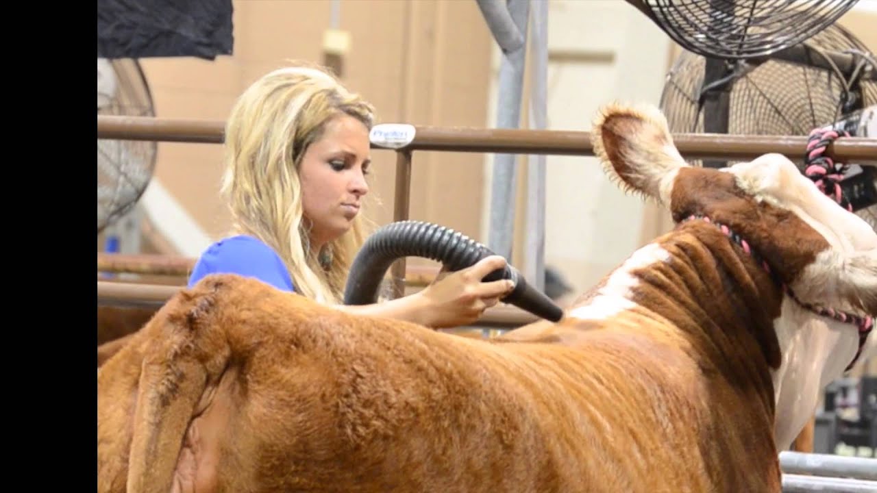 Thursday - Cow/Calf Pairs, Bulls, Bred & Owned Heifers, Steers - YouTube