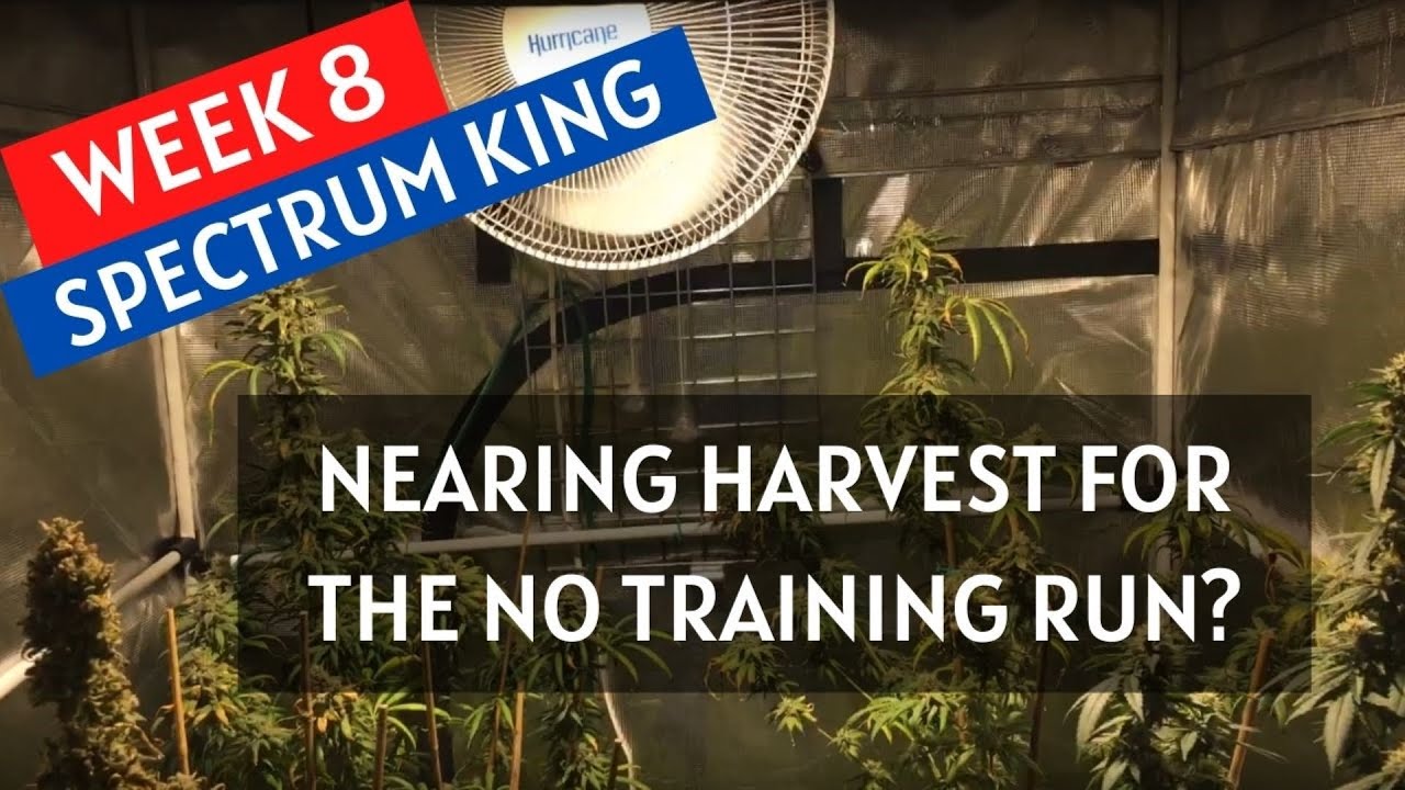 Growing Cannabis: Week 8 of Flower - YouTube