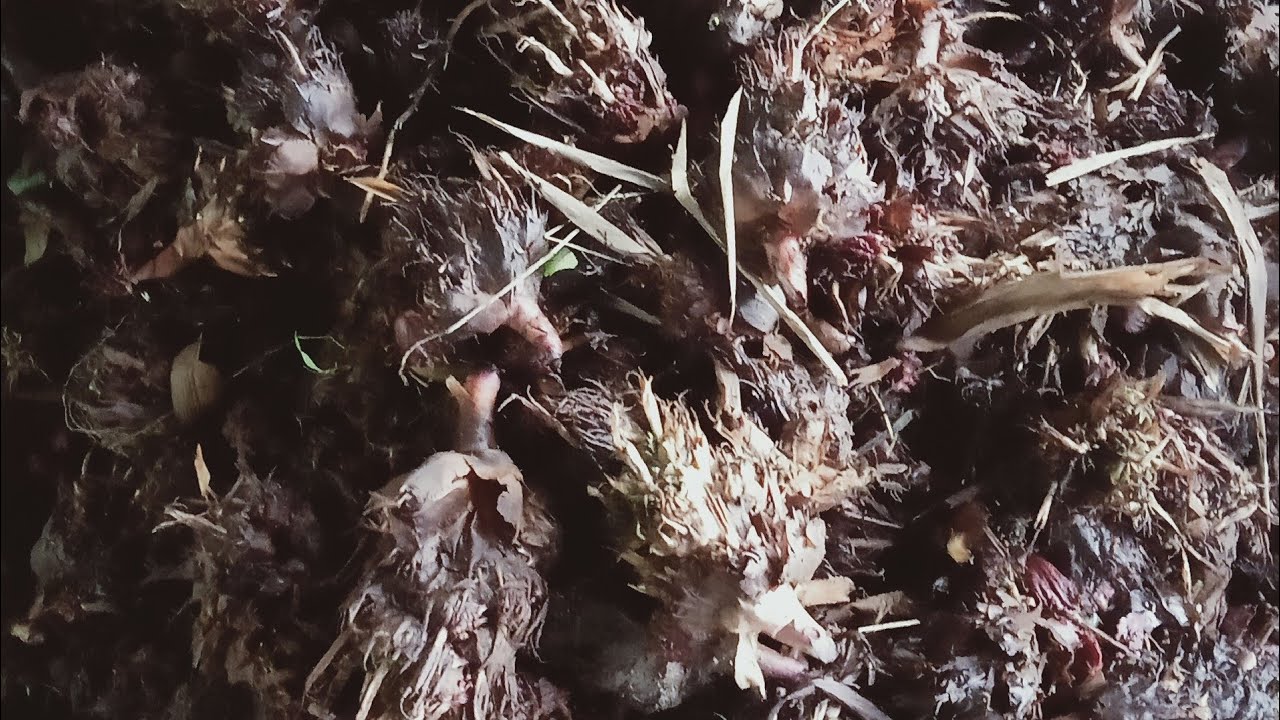 Black Cardamom drying process... - YouTube