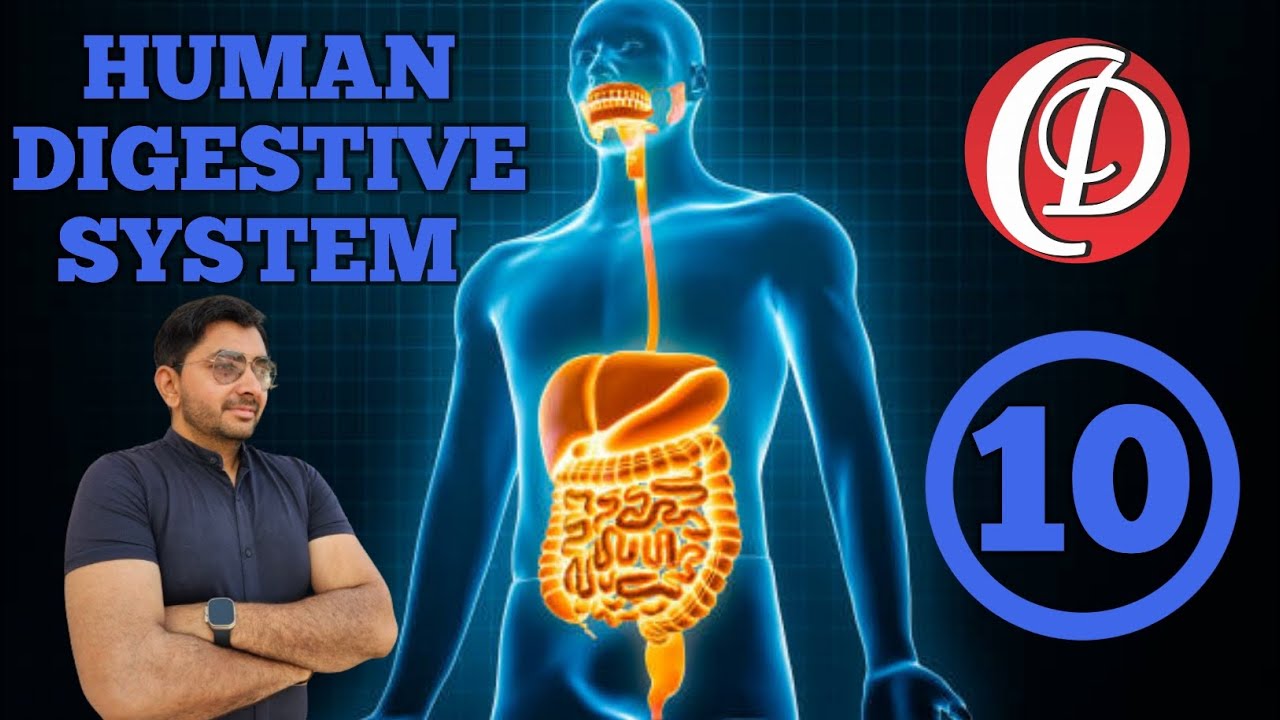 Human Digestive system/Life processes /class 10 - YouTube