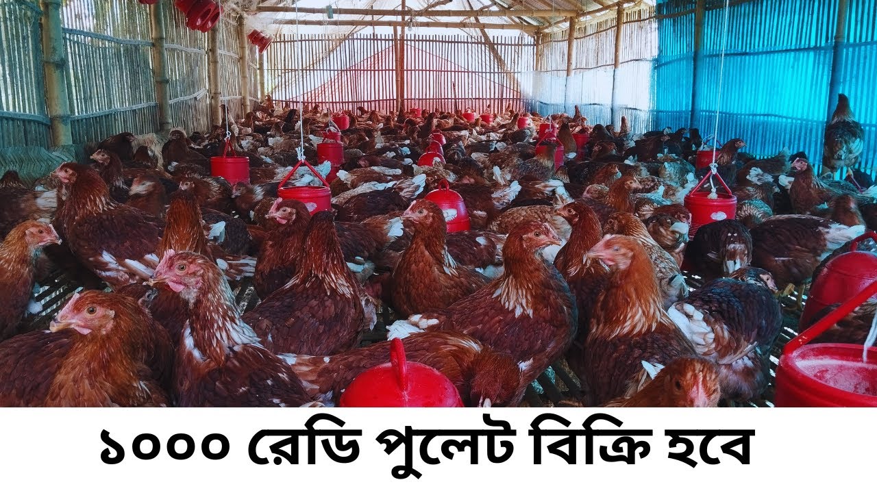 ১০০০ রেডি পুলেট বিক্রি হবে #fa_agro_farm FA_Agro_Farm #লেয়ার_মুরগি # ...