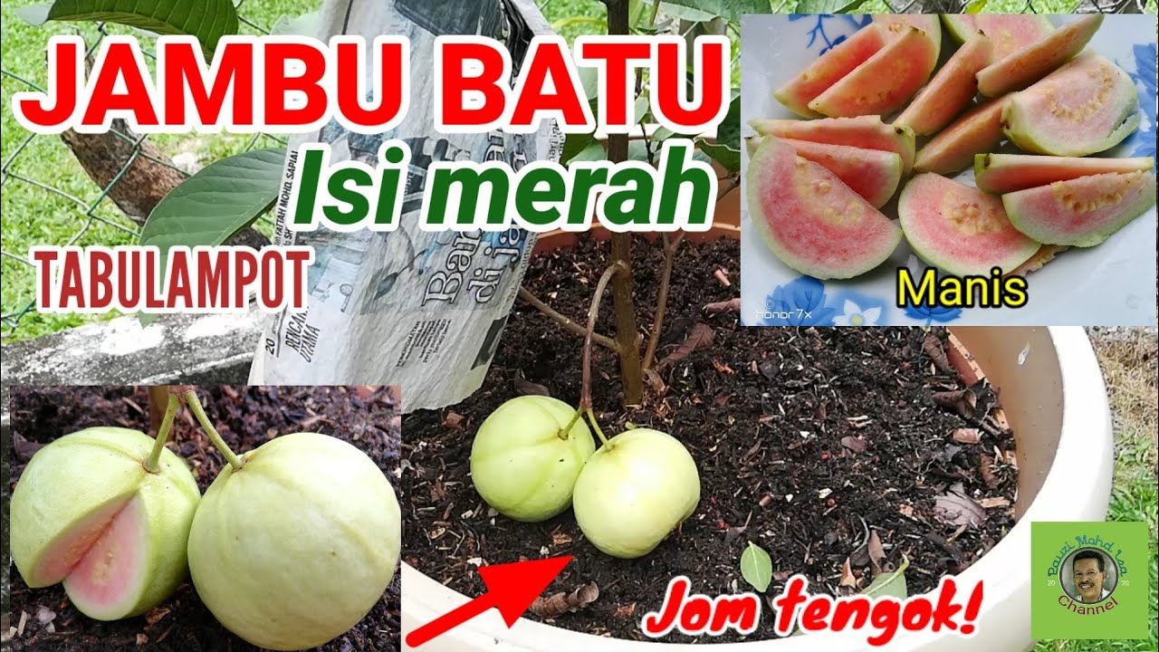 JAMBU BATU ISI MERAH - YouTube