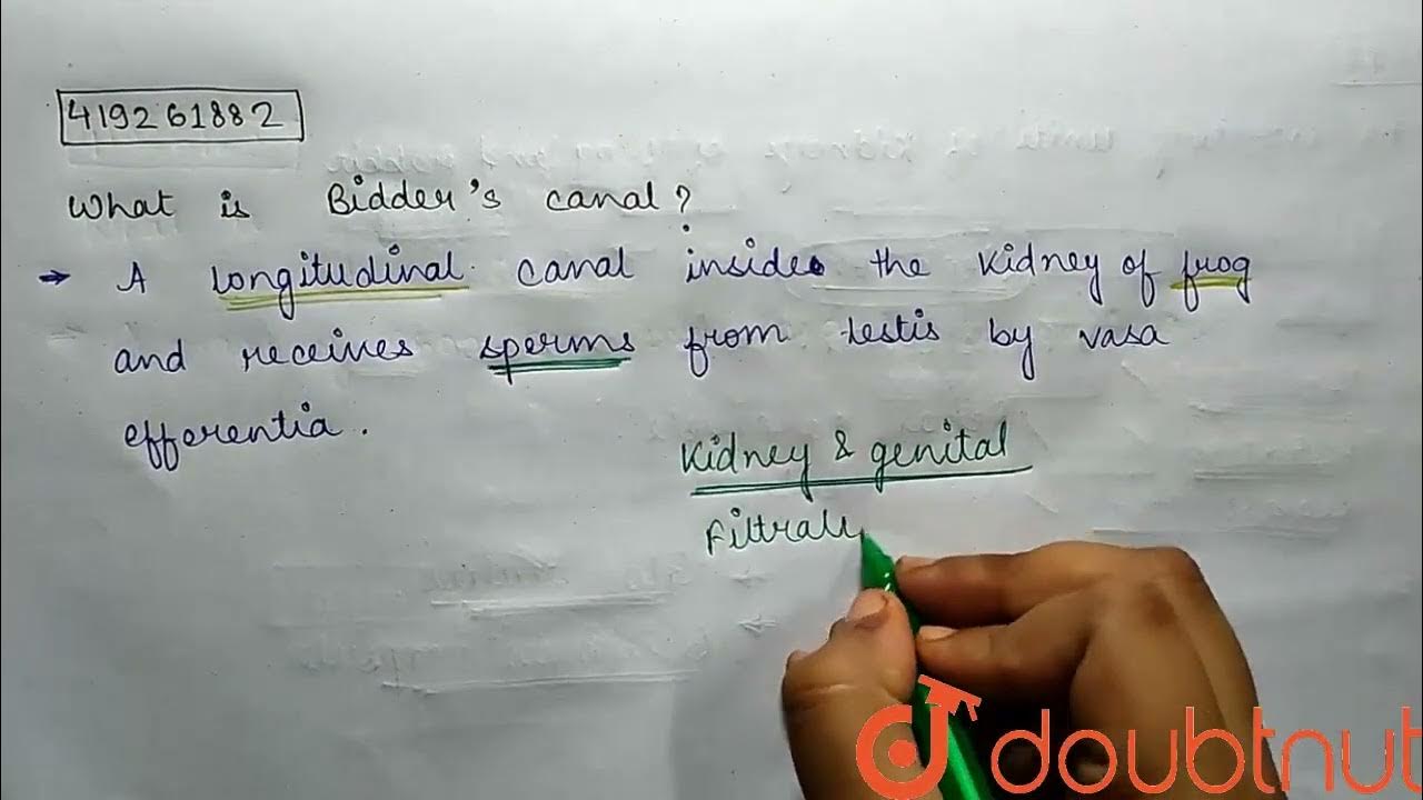 What is Bidder\'s canal? | CLASS 11 | STRUCTURAL ORGANISATION IN ...