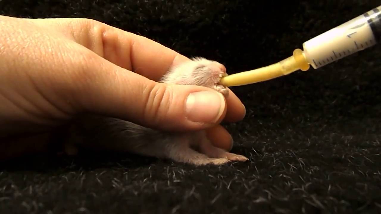 Feeding an orphaned 12 day old ferret kit - YouTube