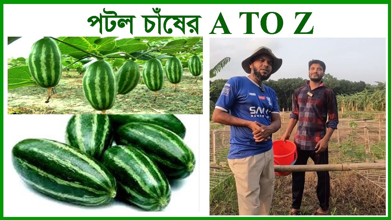 দেখুন পটল কখন কিভাবে চাঁষ করতে হয় | Krishi o Krishok | - YouTube