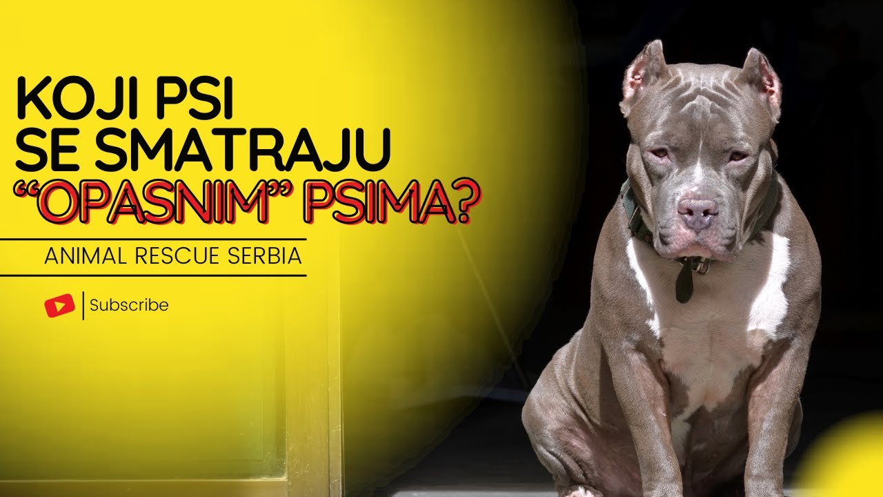 Koji psi se smatraju "opasnim" psima? – ANIMAL RESCUE SERBIA – Radio ...