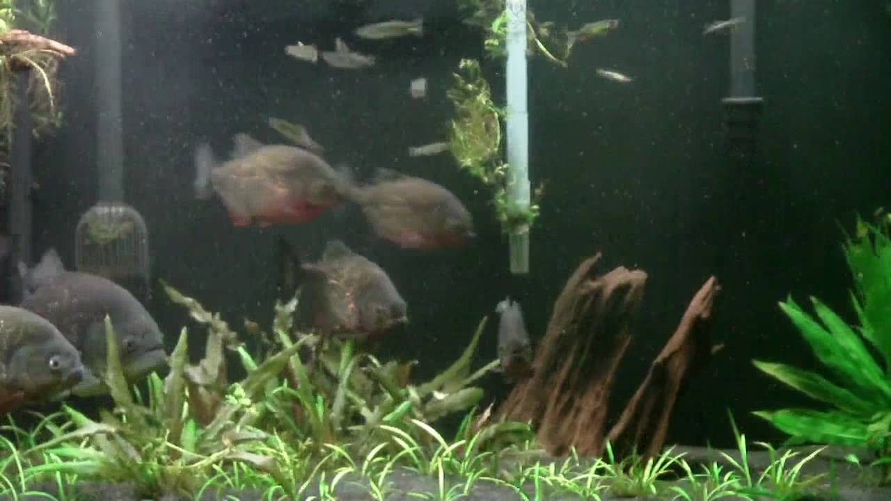 Pygo Shoal Piranha feeding on catfish nuggets silversides shrimp and ...
