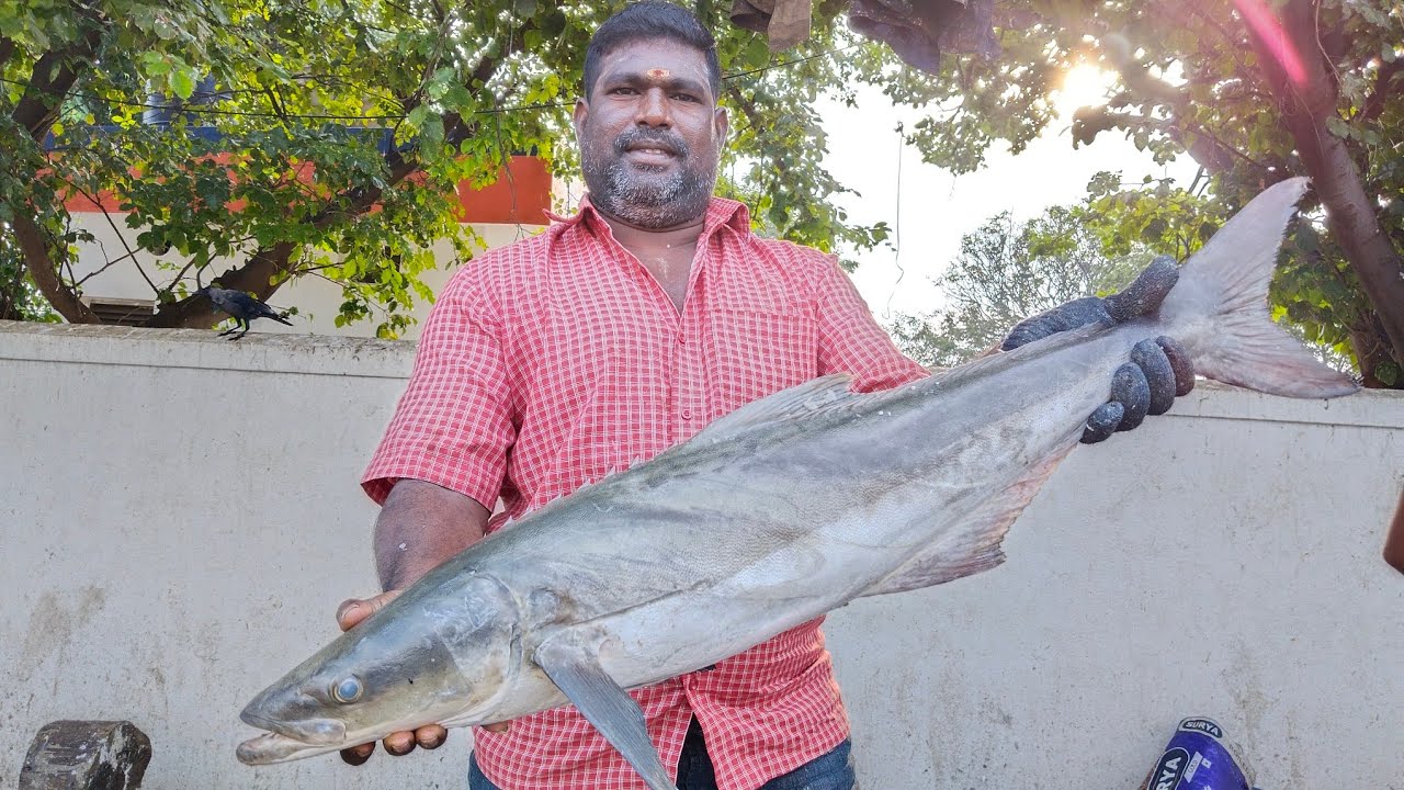 Paarai/kadora fish cutting video/fishcuttingrs #fishcuttingrs #fish # ...