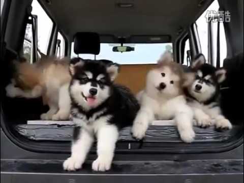 funny-husky-puppies-listening-music-very-cute-youtube