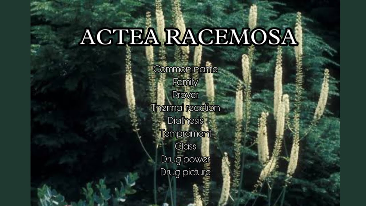 ACTEA RACEMOSA -Homoeopathic Materia Medica - YouTube
