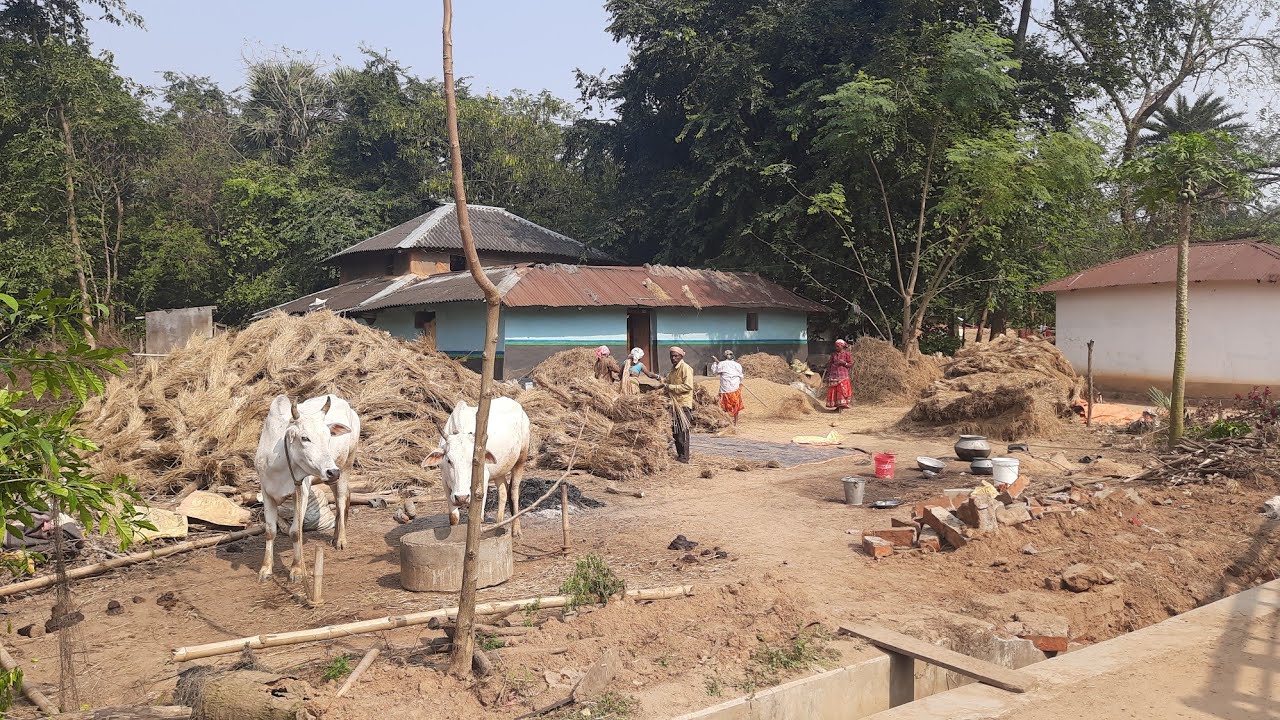 Rural India ( West Bengal) || Bengal Village Life in December ...