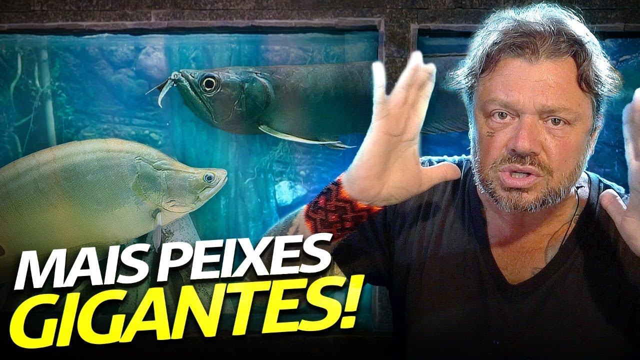 COLOCAMOS UM PEIXE MACACO (ARUANÃ) NO NOSSO AQUÁRIO GIGANTE! | A CASA ...