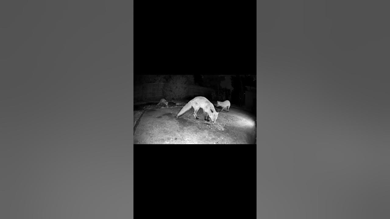 Full Family #wildlife #closeup - YouTube Full Family #wildlife #closeup - YouTube
