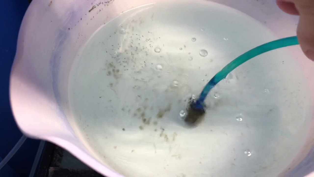 Feed baby German Blue Rams on first day free swimming - YouTube