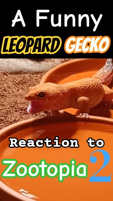 A Funny Leopard Gecko Reaction to Zootopia 2 #lieutenantpancake # ...