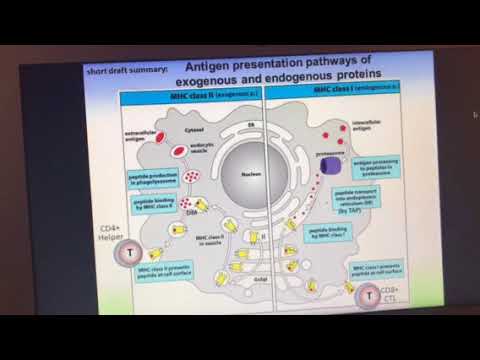Exogenous and Endogenous Pathways of Antigen Presentation - YouTube