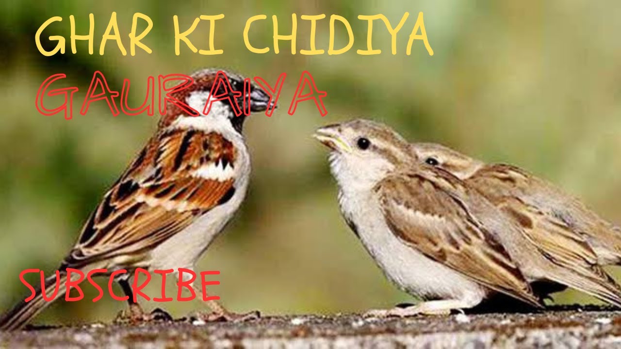 Ghar Ki Chidiya Gauraiya // House Bird Sparrow. - YouTube