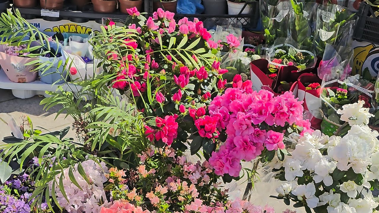 SAJAM CVECA ️ LAZAREVAC 02.04.2024. #lazarevac #cveće #flowers - YouTube