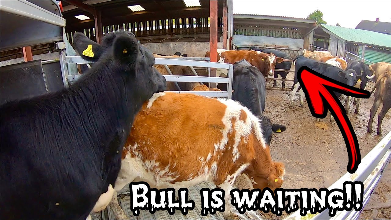 YOUNG BULL IS HERE FOR ONLY ONE REASON!!... CAN HE DO THE JOB? - YouTube