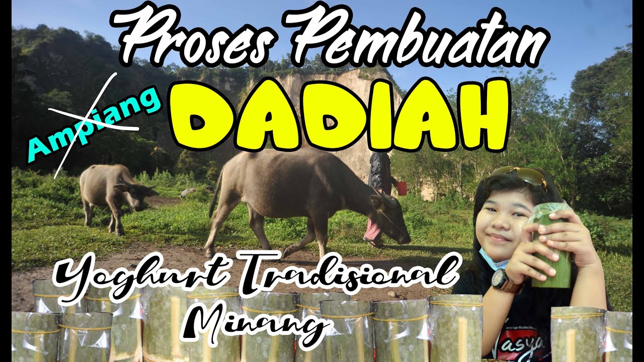 INTIP Proses Pembuatan Dadiah, Yoghurt Tradisional Minang | Cerita ...
