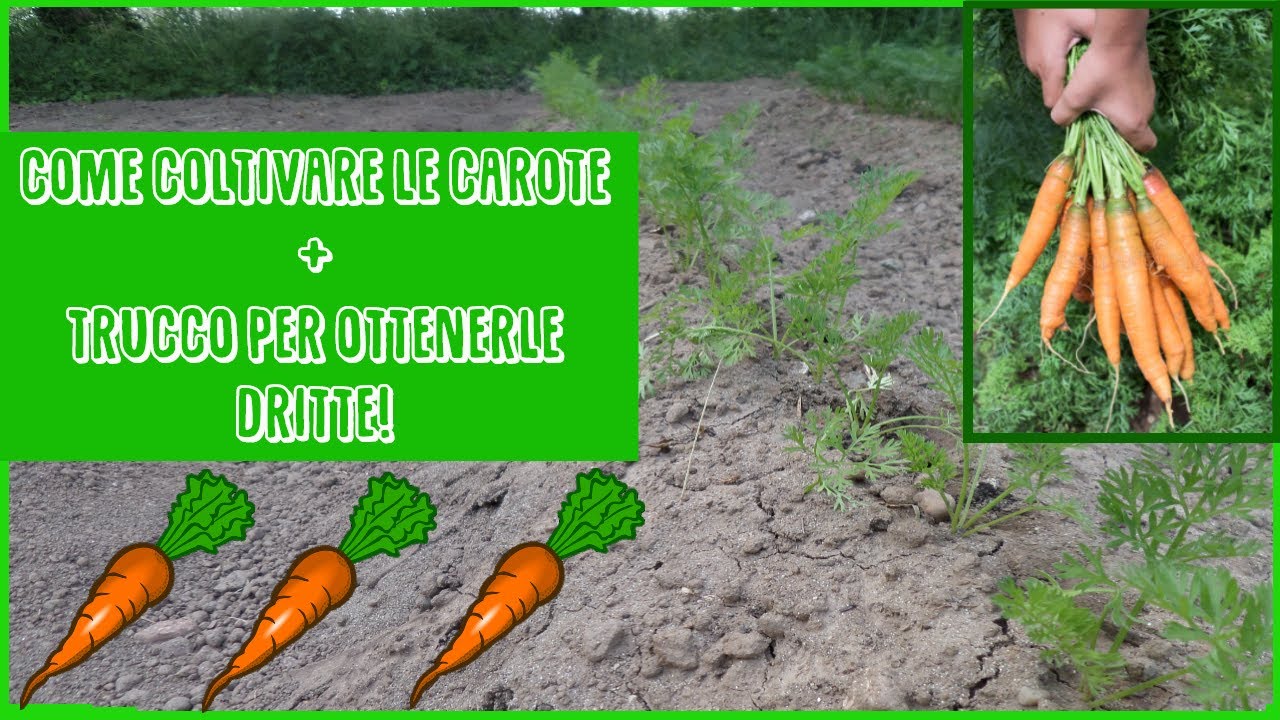 COME E QUANDO COLTIVARE LE 🥕CAROTE 🥕 (E OTTENERLE DRITTE) - YouTube