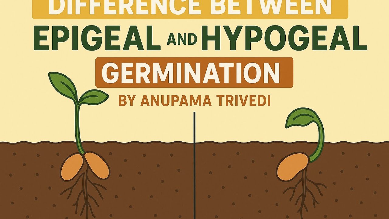 DlFFERENCE BETWEEN EPIGEAL GERMINATION AND HYPOGEAL GERMINATION - YouTube