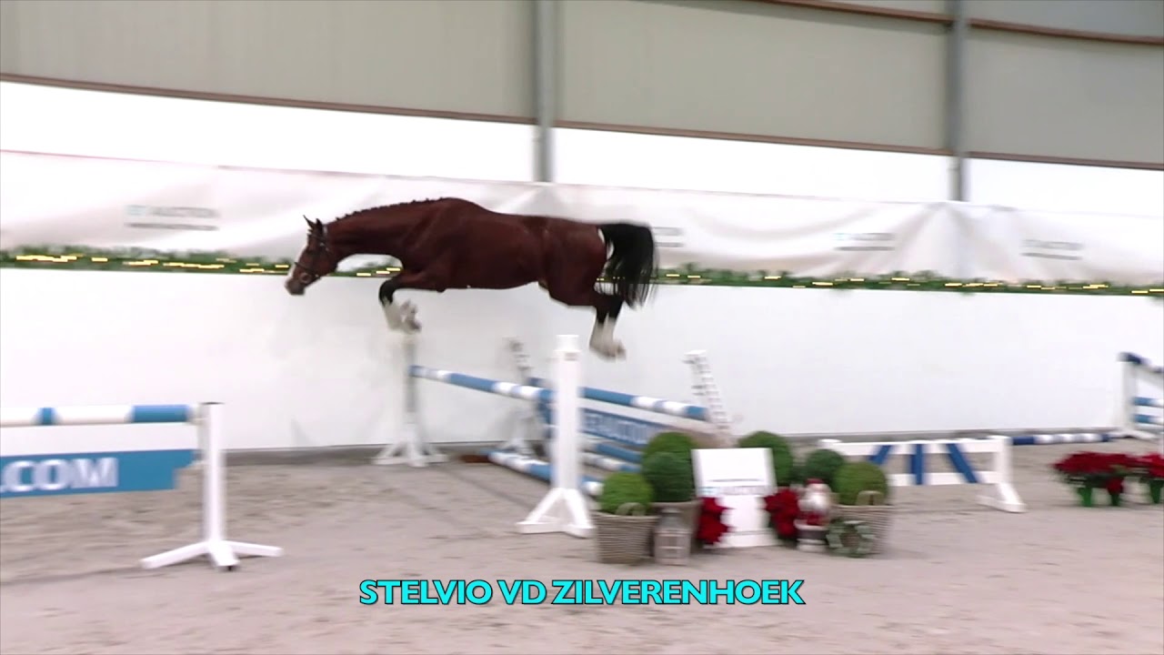 Stelvio vd Zilverenhoek (Ermitage Kalone x Caretino) - Stallion - 2018 ...