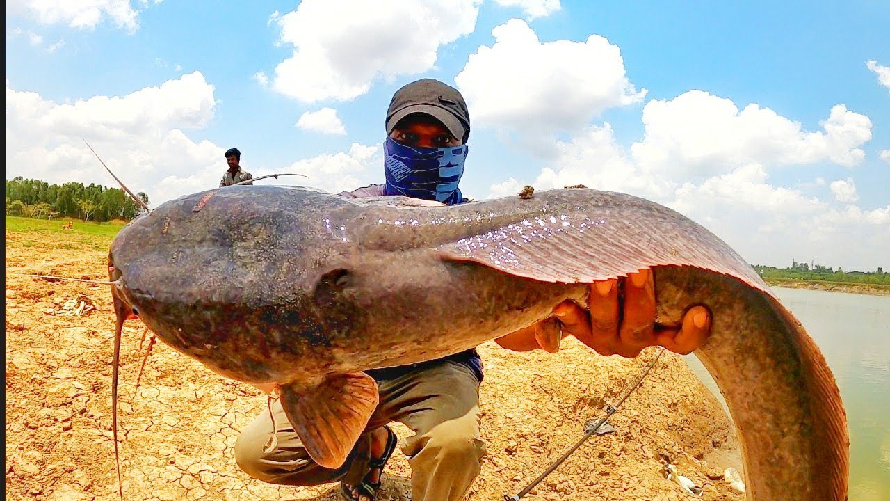 Magur fish - YouTube