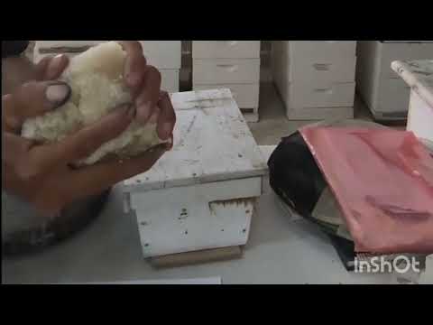 How to Make Bee Candy (Fondant) for Honey Bees | Emergency Feeding Method Explained