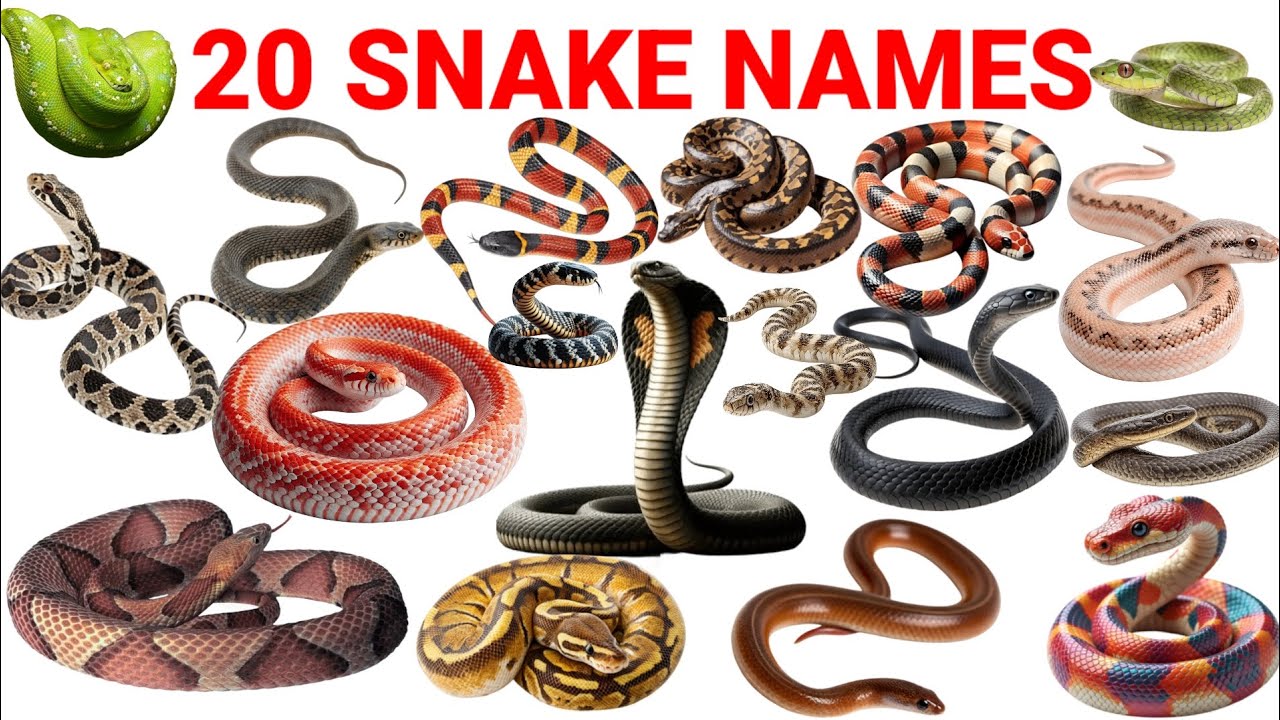 Snake Name || Types Of Snake! Learning Names of Snake Name in English ...