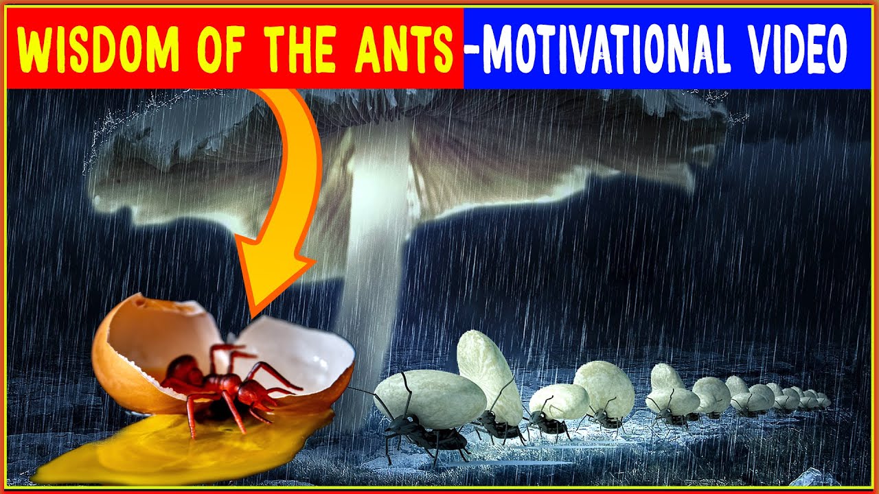 Wisdom Of The Ants - Ants Mentality - Best Motivational Video -Happy ...