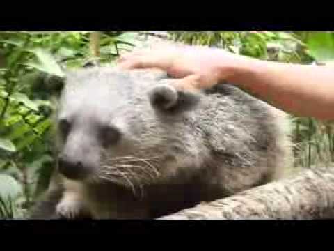 manturon (binturong) - YouTube